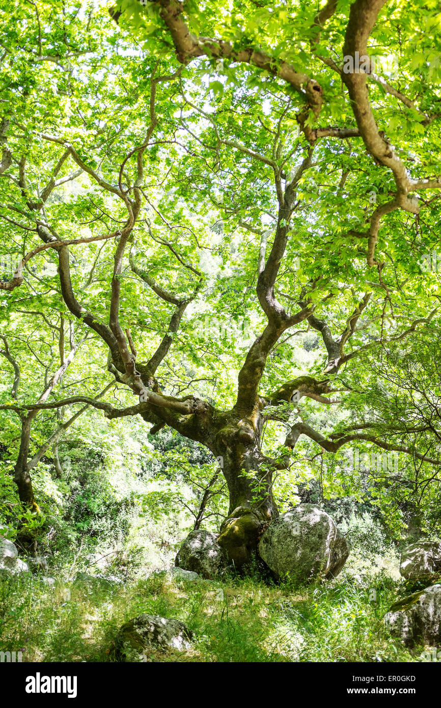 Mediterranean forest hi-res stock photography and images - Alamy