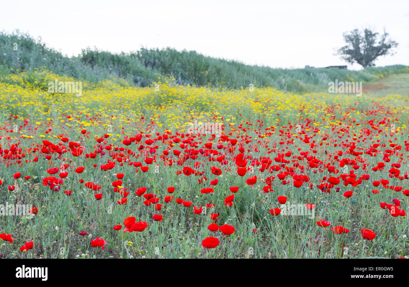 Wild red poppy and white daisy flowers in the meadow Stock Photo - Alamy