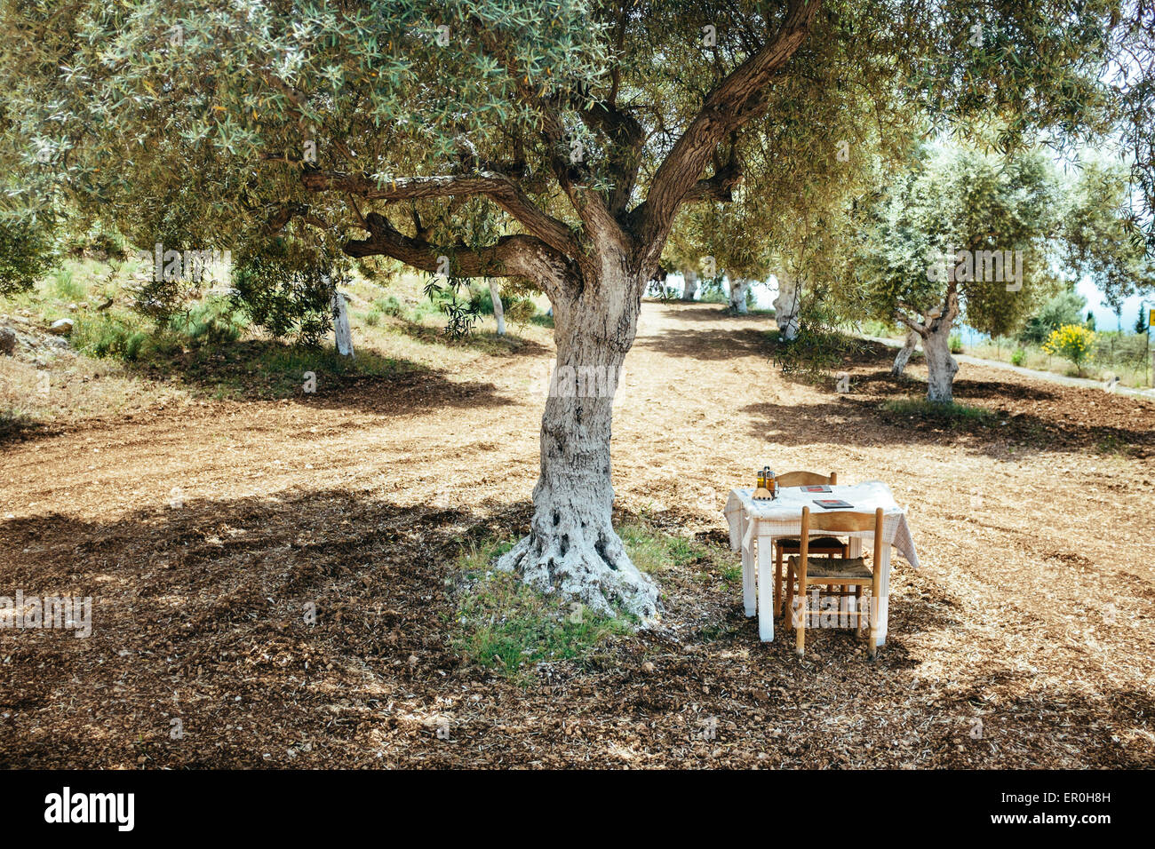 Covered table under an olive tree Stock Photo - Alamy