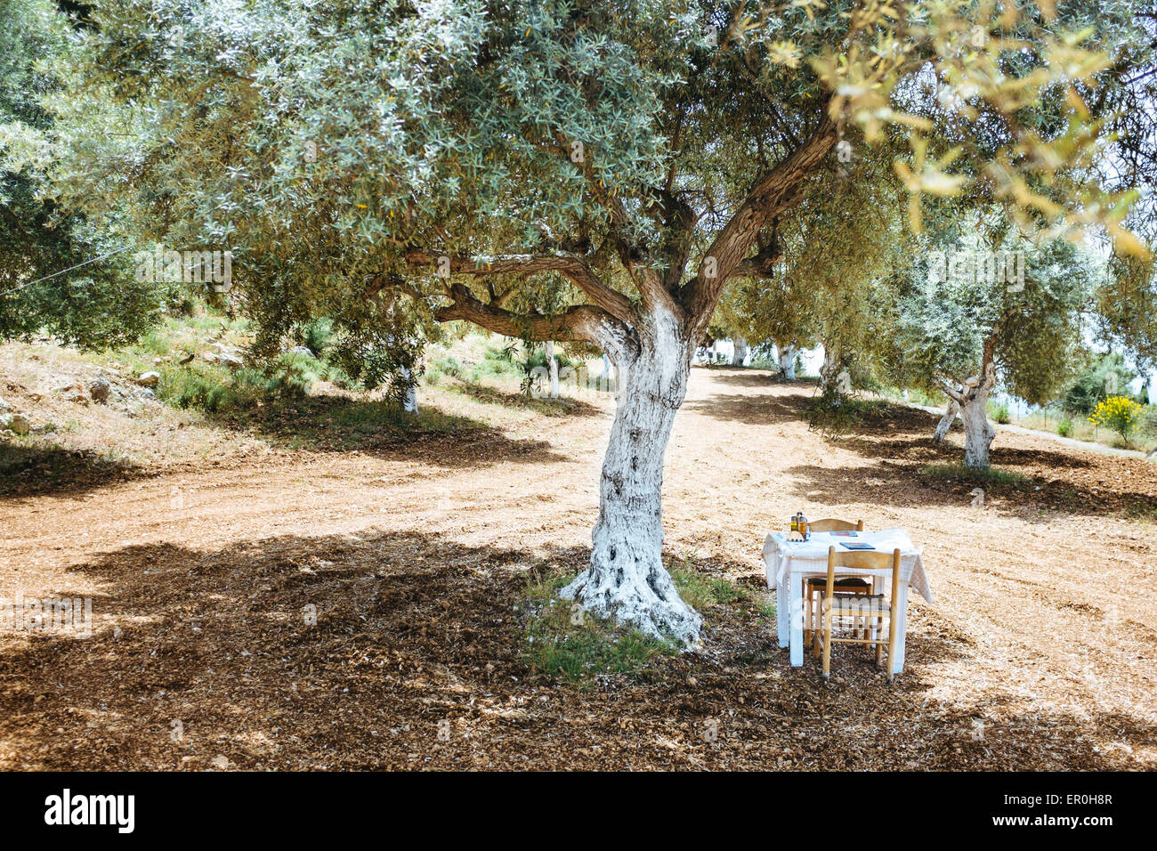 Covered table under an olive tree Stock Photo - Alamy