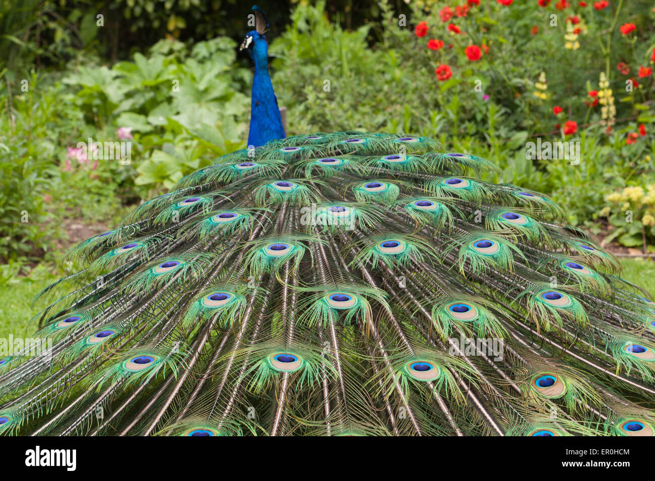 The Indian peafowl or blue peafowl Stock Photo - Alamy