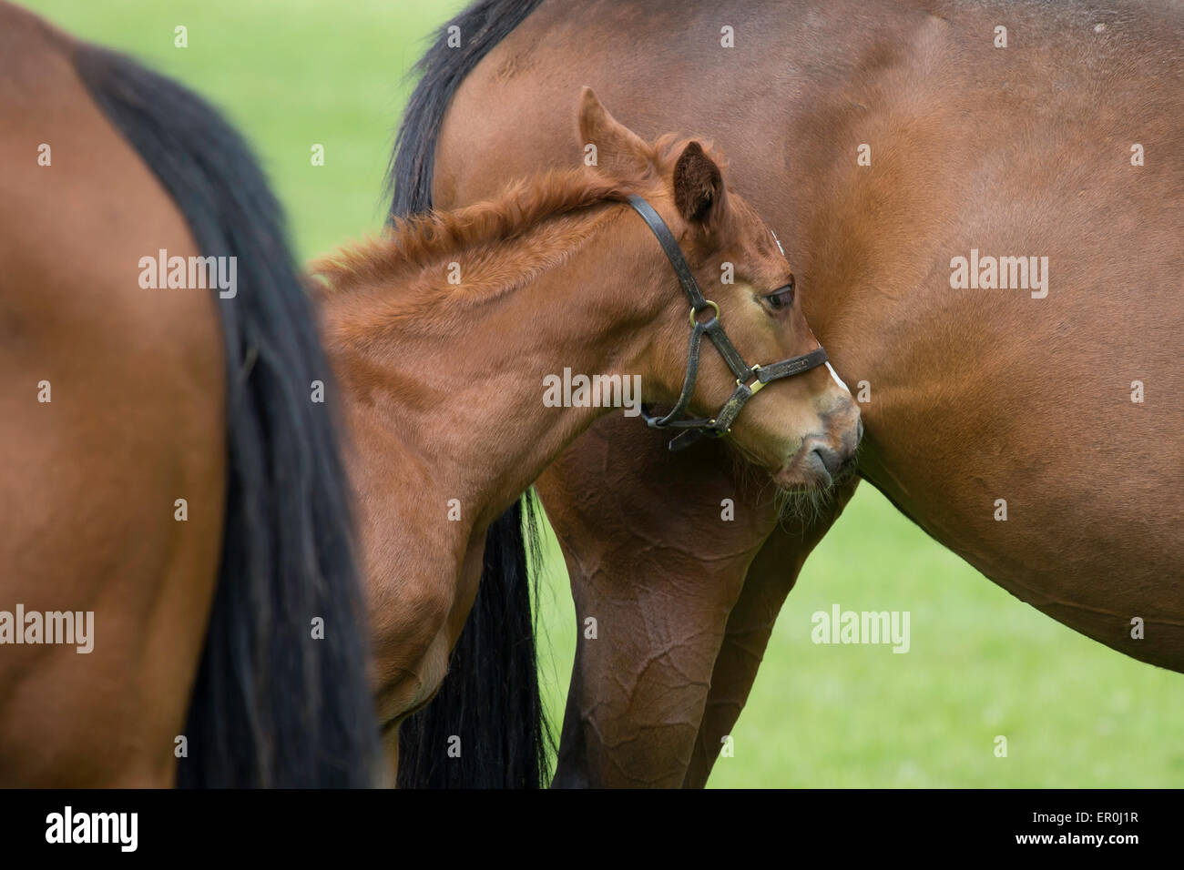 Chestnut horses hi-res stock photography and images - Alamy
