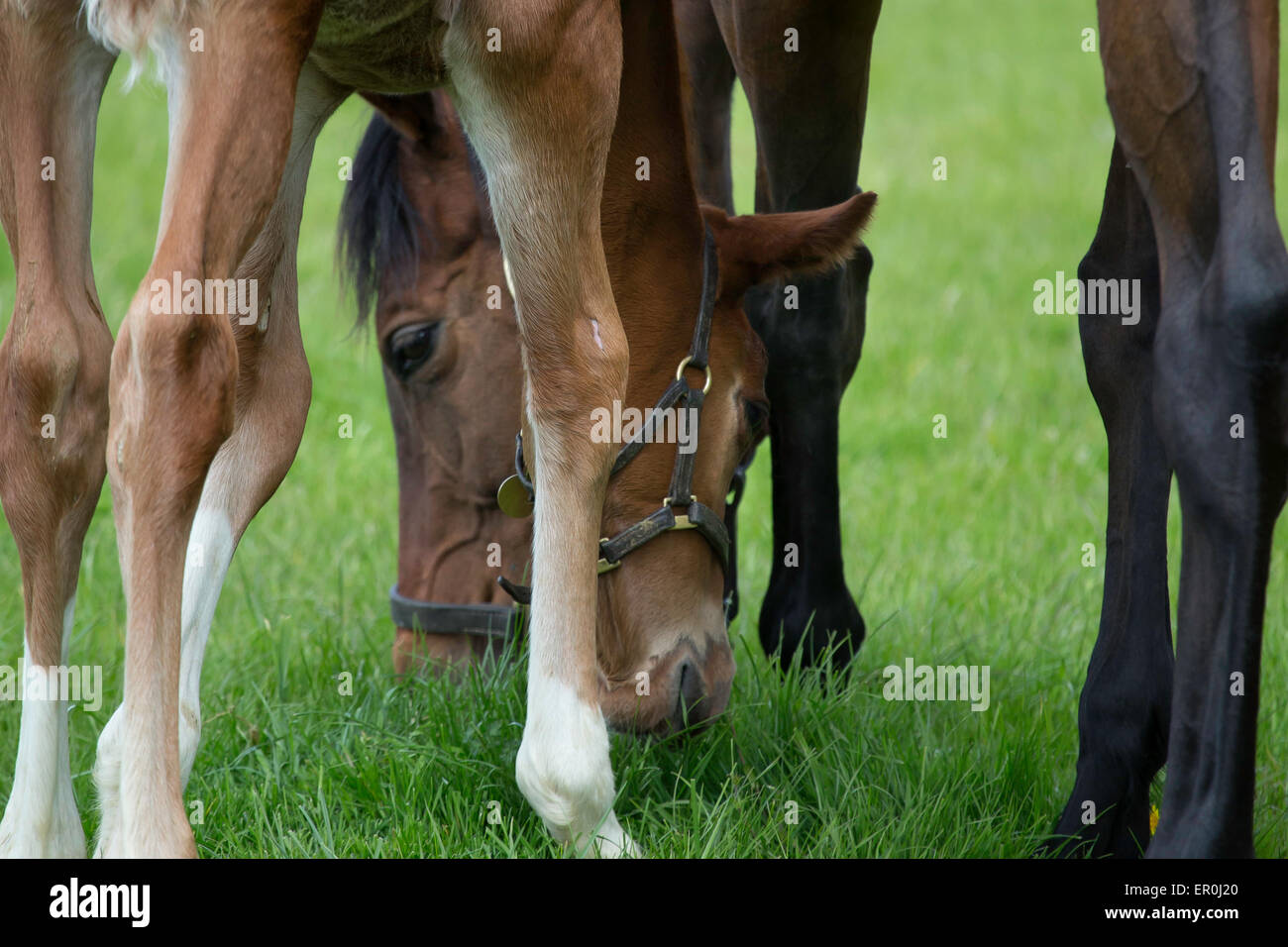 Thoroughbred mare foal hi-res stock photography and images - Alamy