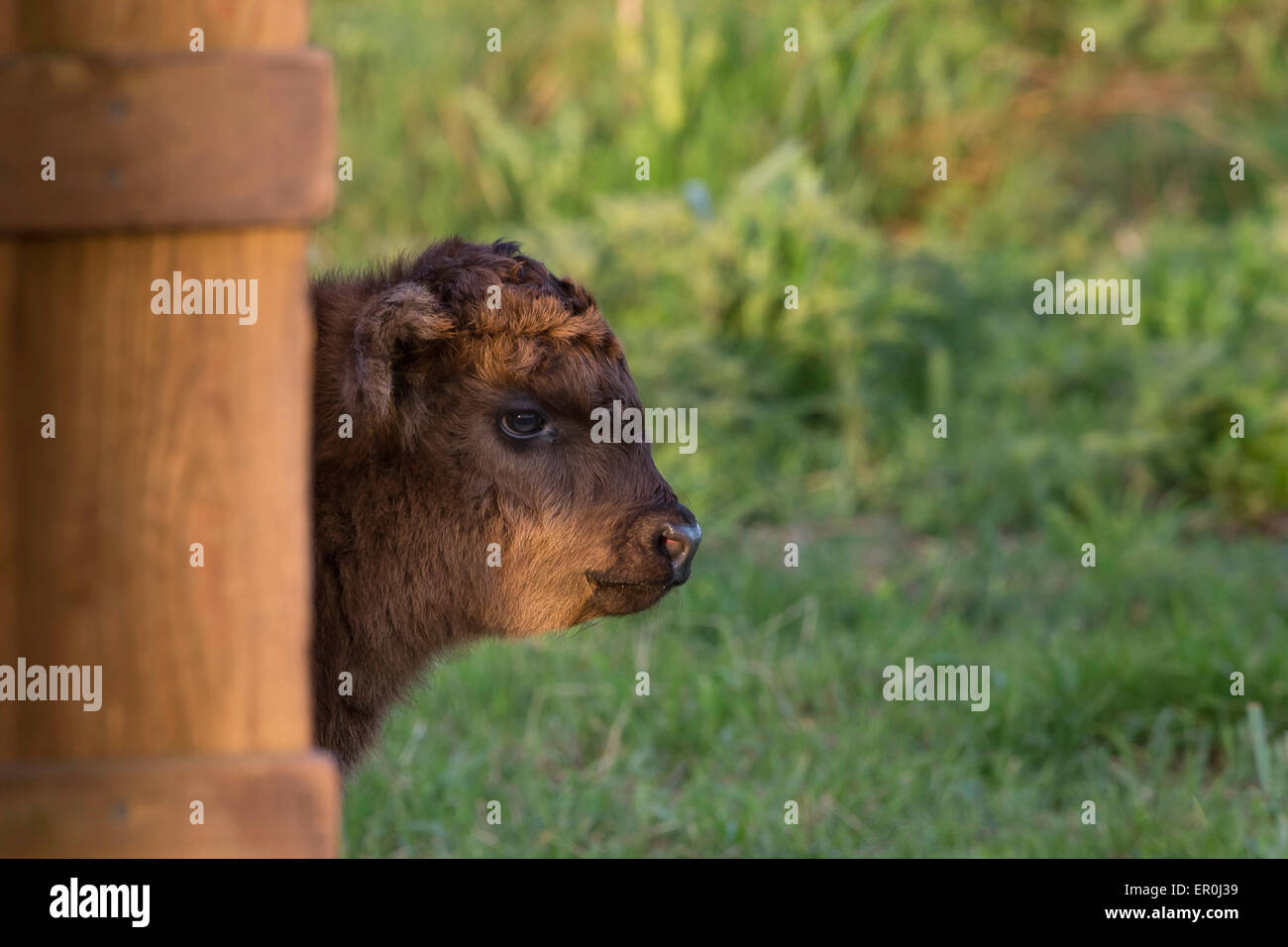 Peeking cow hi-res stock photography and images - Alamy