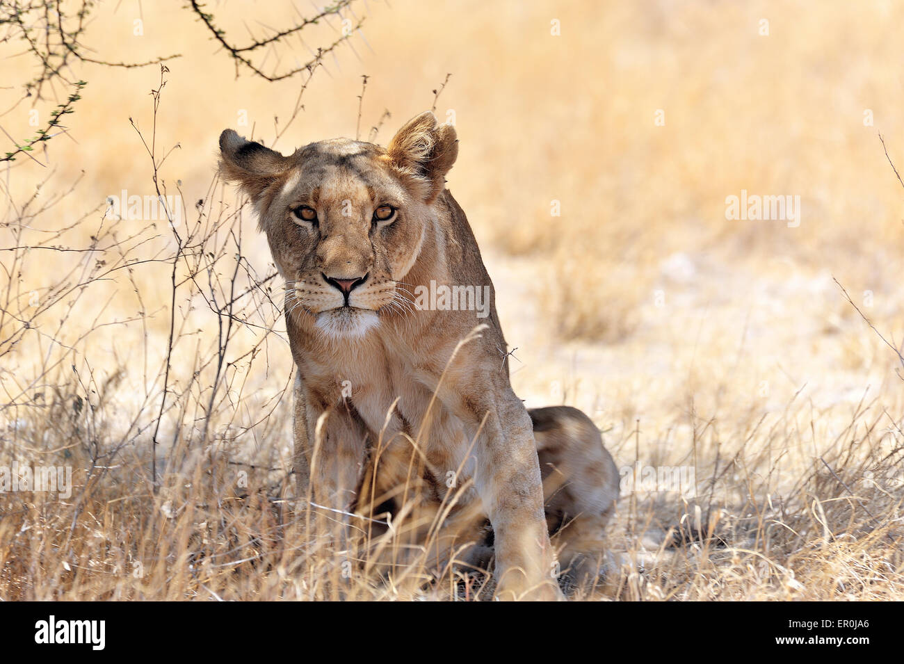 Curious Lion watching for victim Stock Photo - Alamy