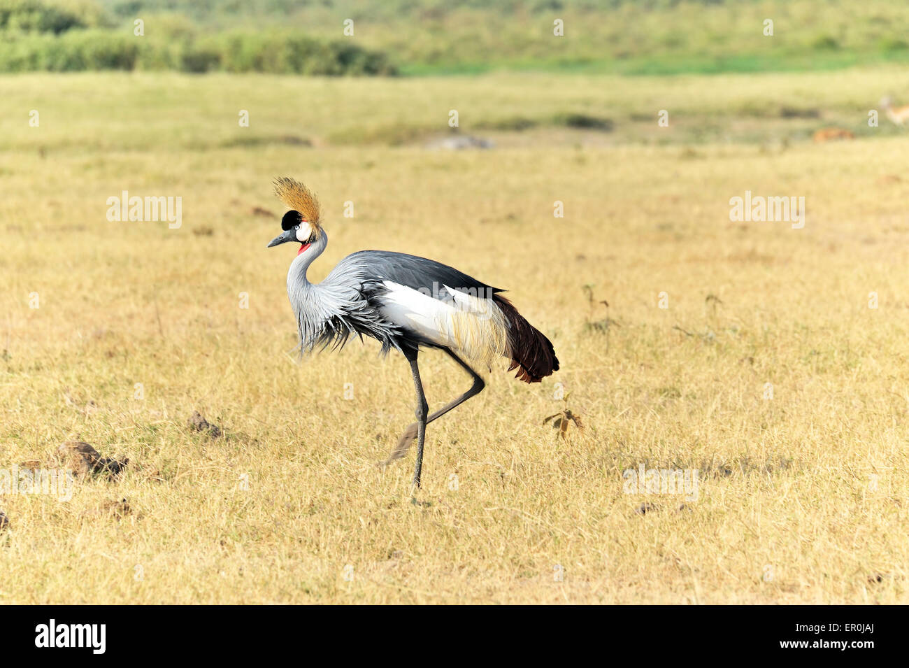 Crowned crane hi-res stock photography and images - Alamy