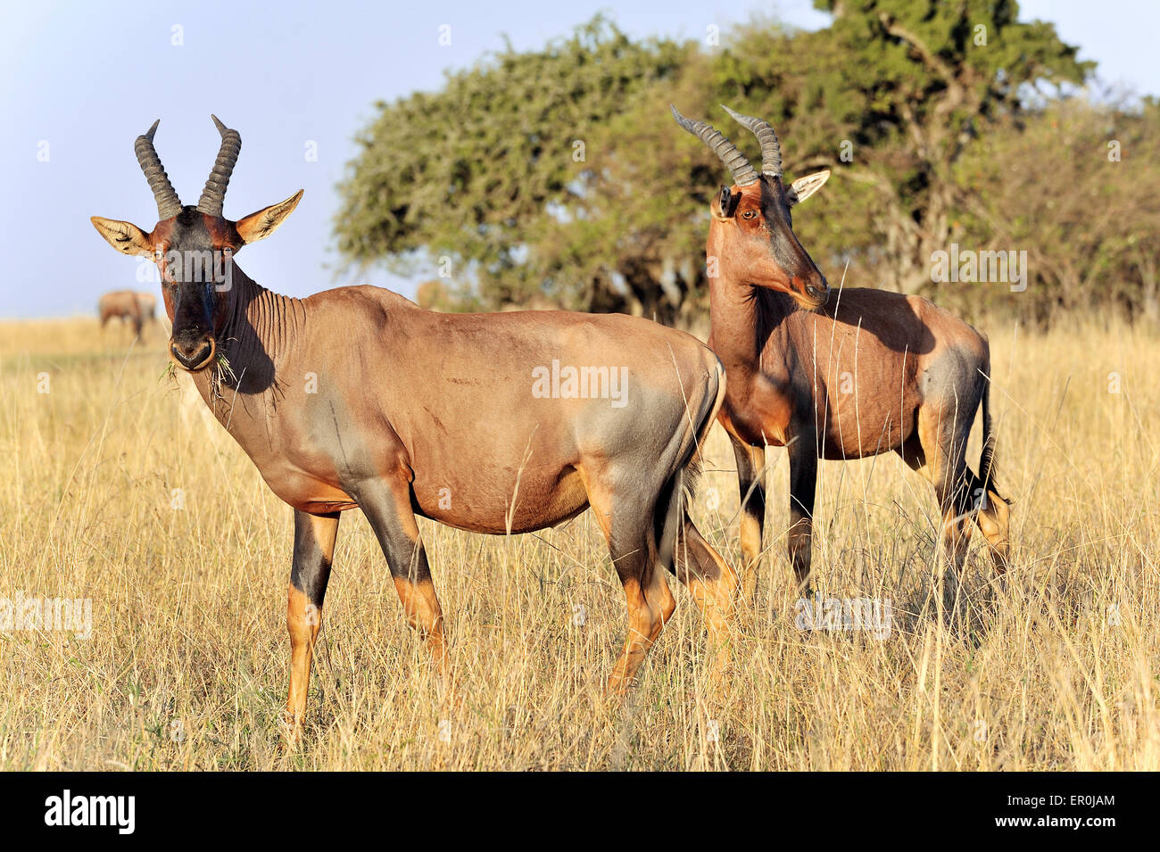 Wild tsessebe antelope in hi-res stock photography and images - Alamy