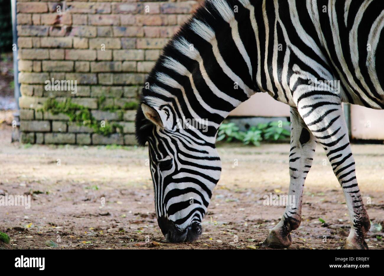 zebra in compound at zoo Stock Photo - Alamy