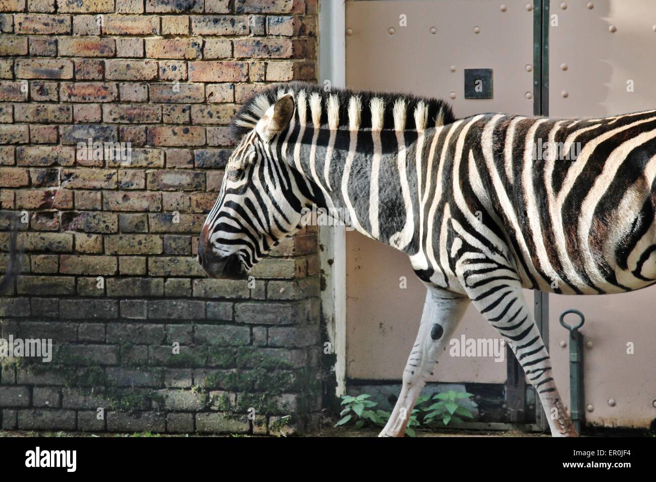 zebra in compound at zoo Stock Photo - Alamy