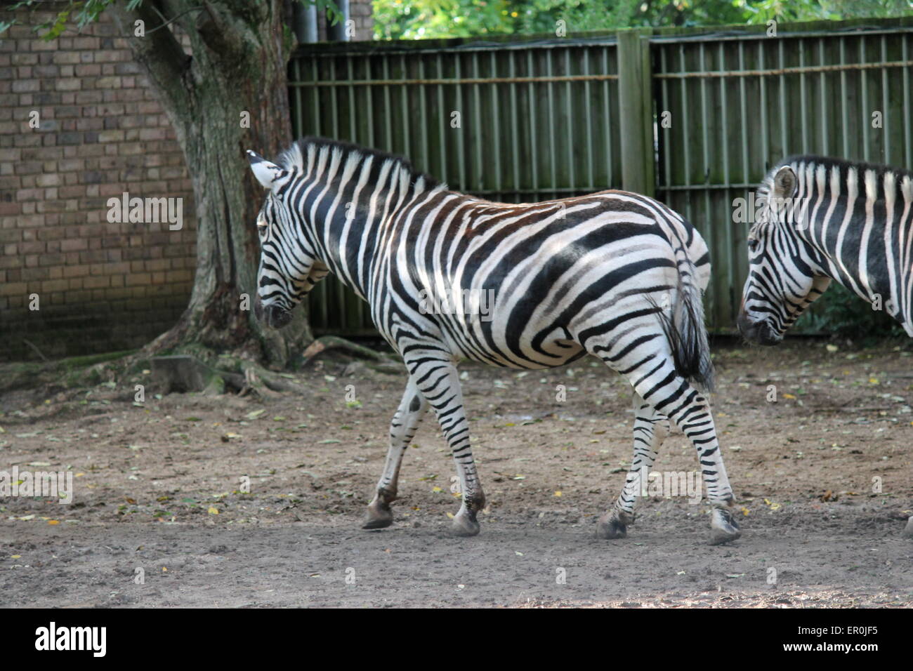 zebra in compound at zoo Stock Photo - Alamy