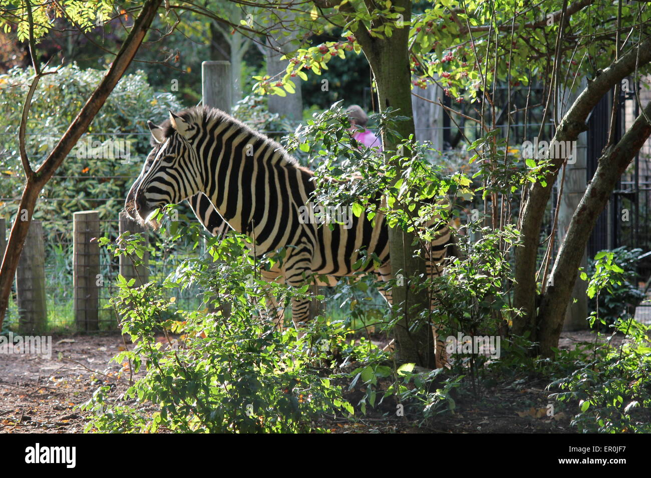 zebra in compound at zoo Stock Photo - Alamy