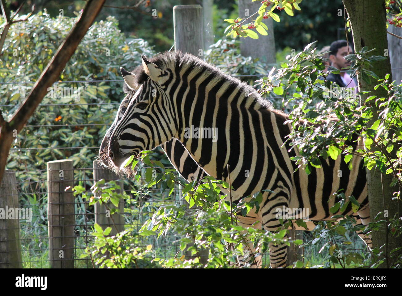 zebra in compound at zoo Stock Photo - Alamy