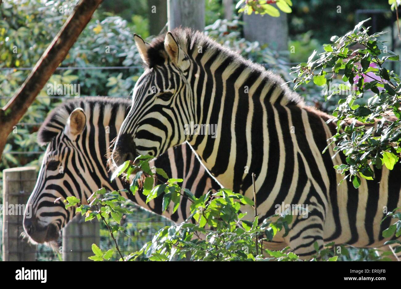 zebra in compound at zoo Stock Photo - Alamy