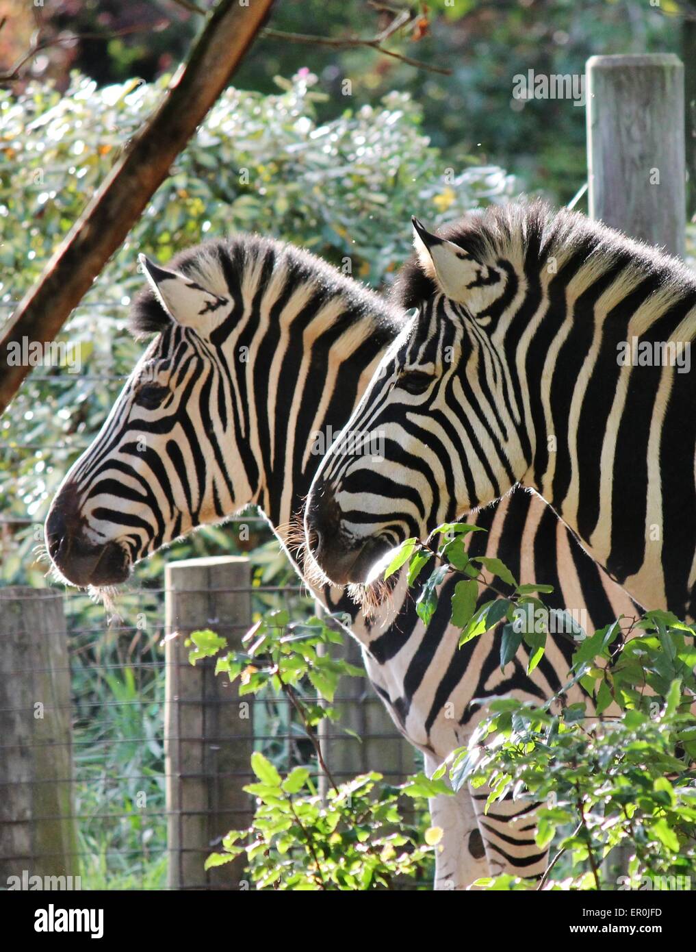 zebra in compound at zoo Stock Photo - Alamy