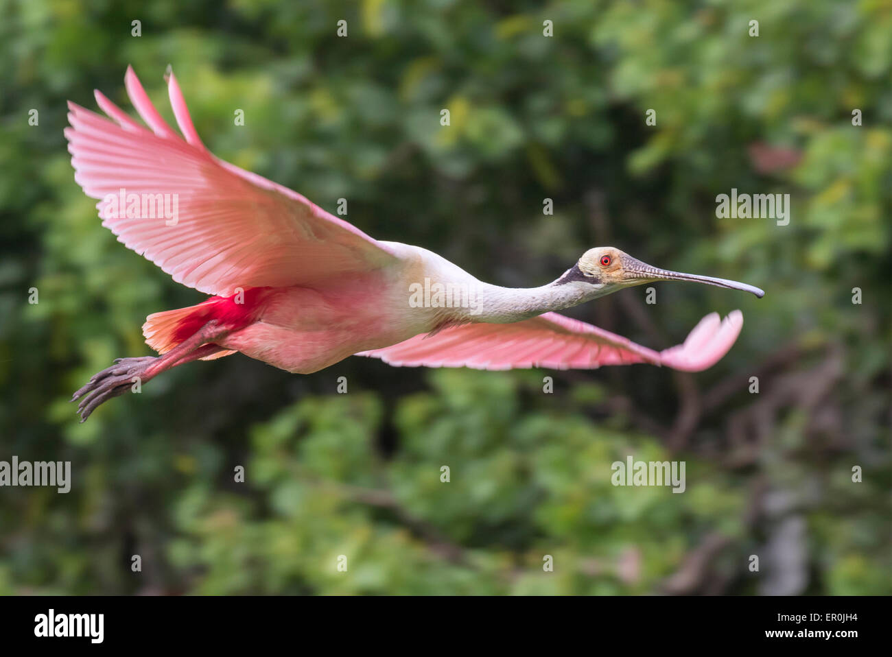 Roseate spoonbill (Platalea ajaja) flying, High Island, Texas, USA ...