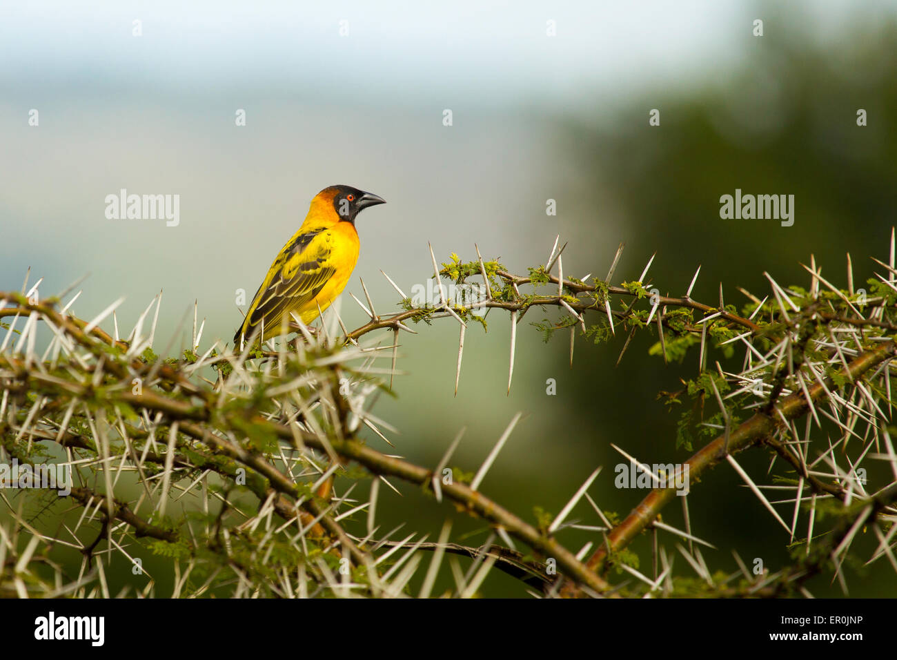 Weaver bird in thorns Stock Photo - Alamy