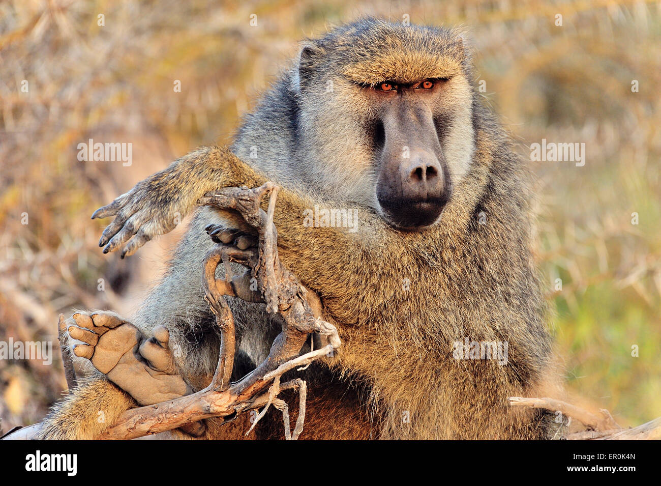 Face of baboon hi-res stock photography and images - Alamy