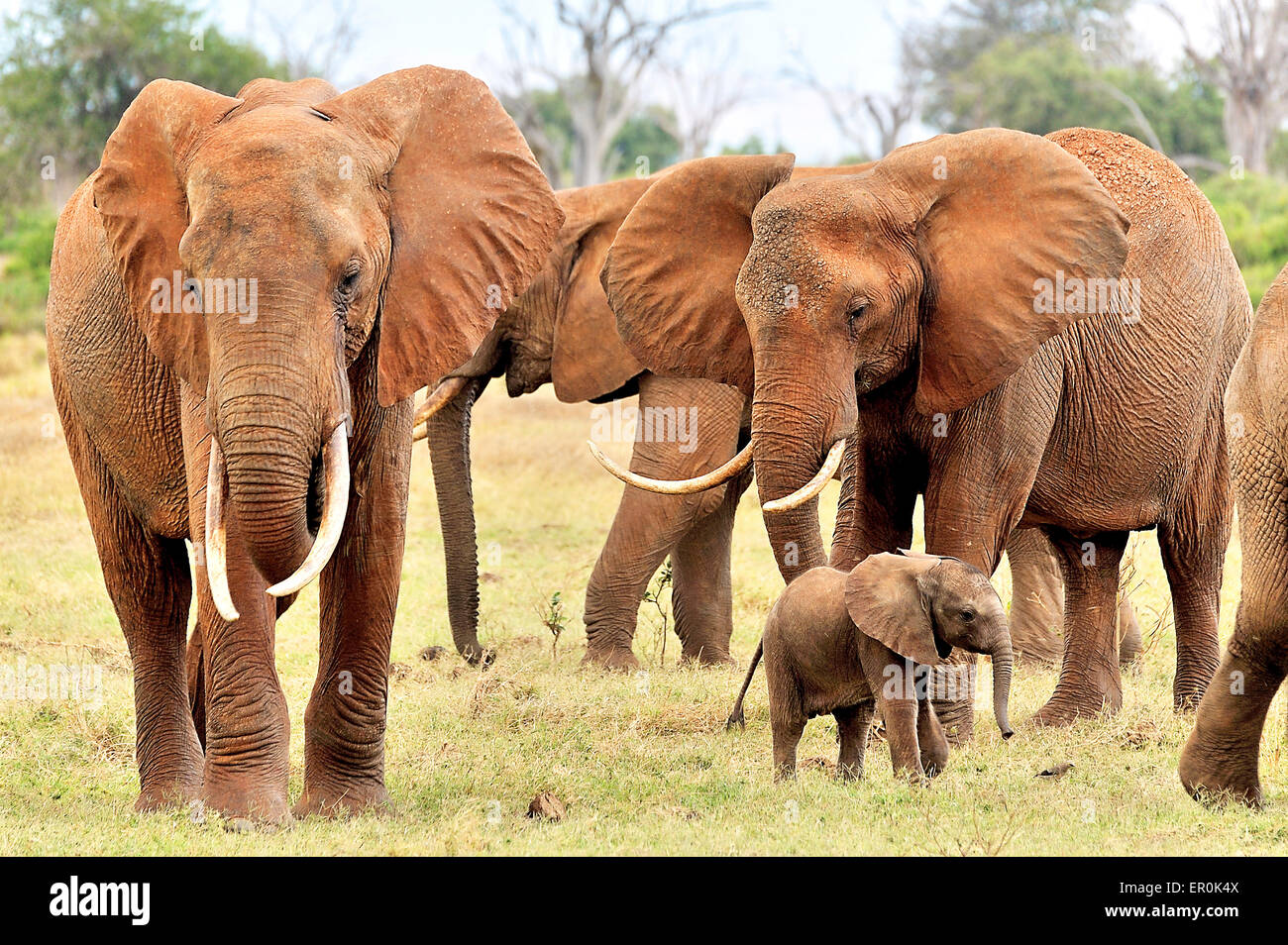 Herd with young animals hi-res stock photography and images - Alamy
