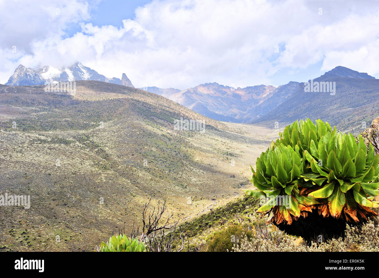 Teleki Valley on Mount Kenya with senecio Stock Photo - Alamy