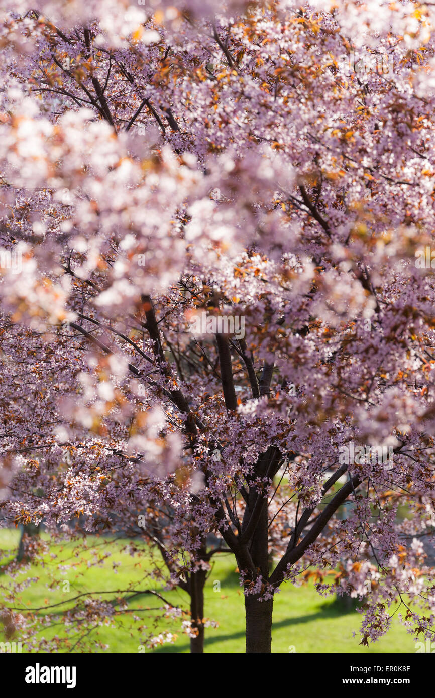 Cherry blossom symbolism hi-res stock photography and images - Alamy
