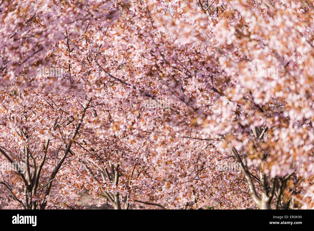Cherry blossom symbolism hi-res stock photography and images - Alamy