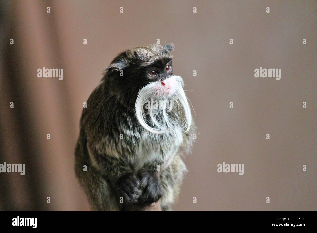 tamarin, emperor, animal, peru, amazon, monkey, saguinus, zoo, rain ...