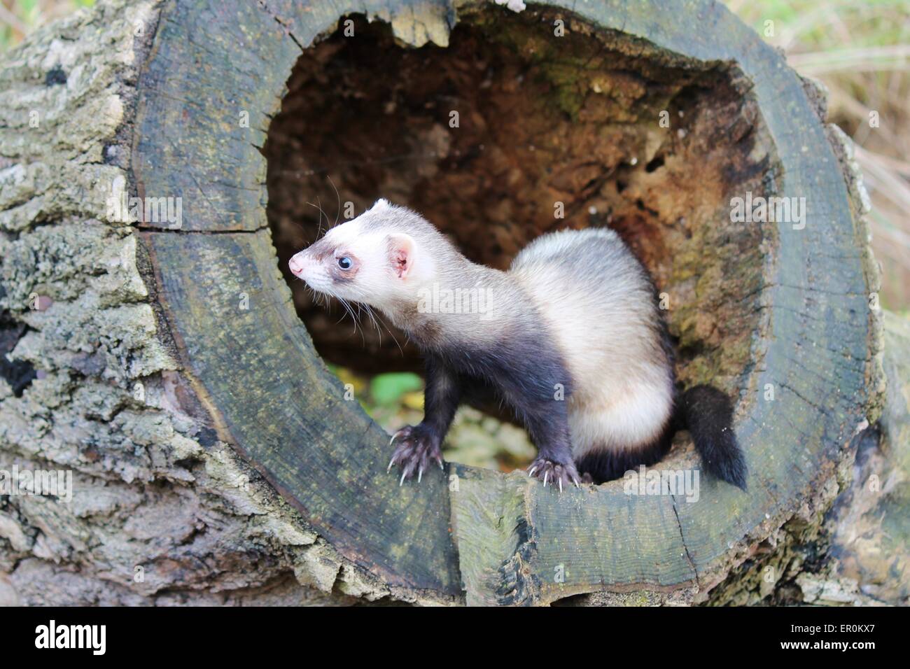 ferret polecat- ferret, polecat, breed, isolated, gorgeous, sable ...