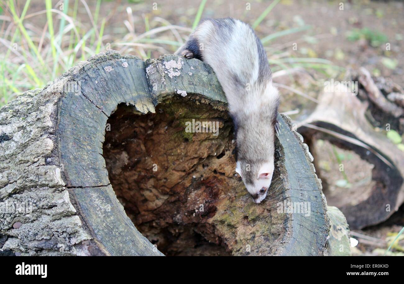 ferret polecat- ferret, polecat, breed, isolated, gorgeous, sable ...