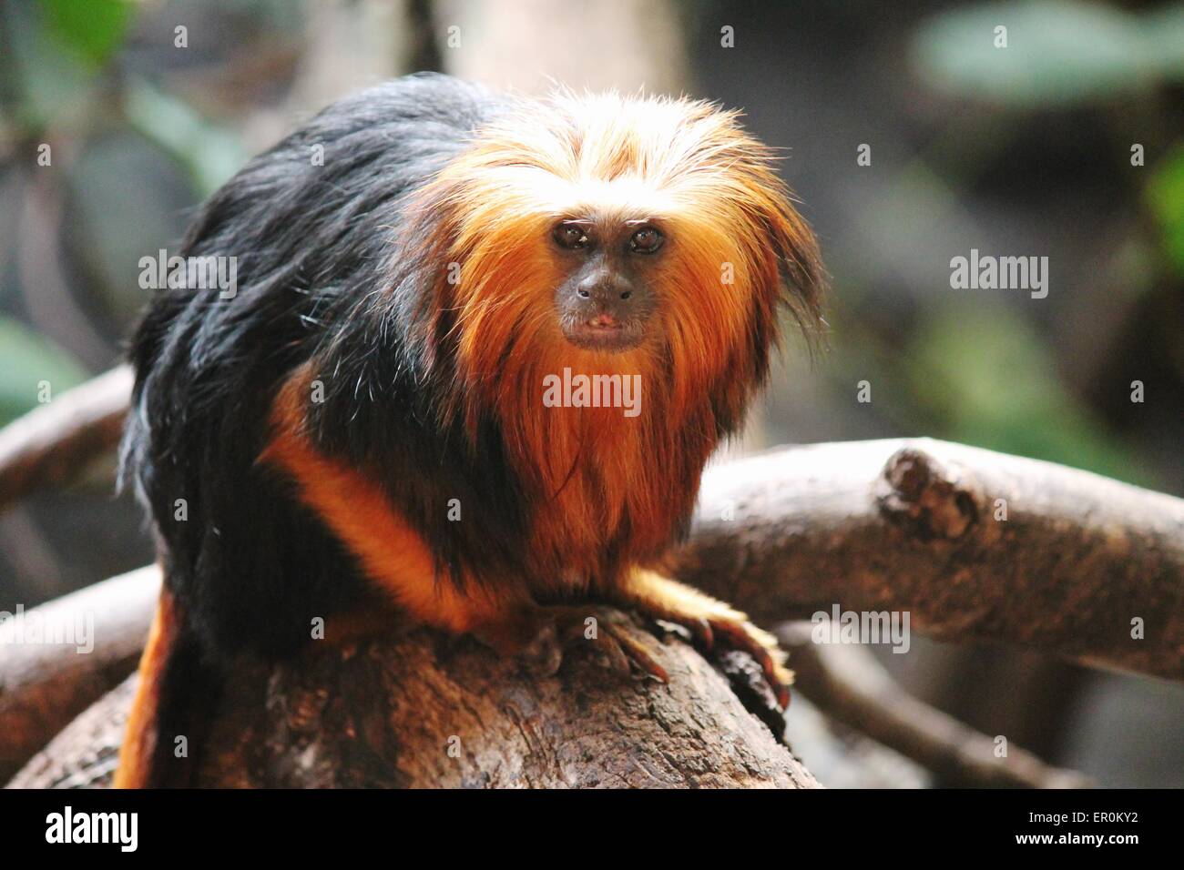 Golden Tamarin monkey The amazing rare lion like Stock Photo - Alamy