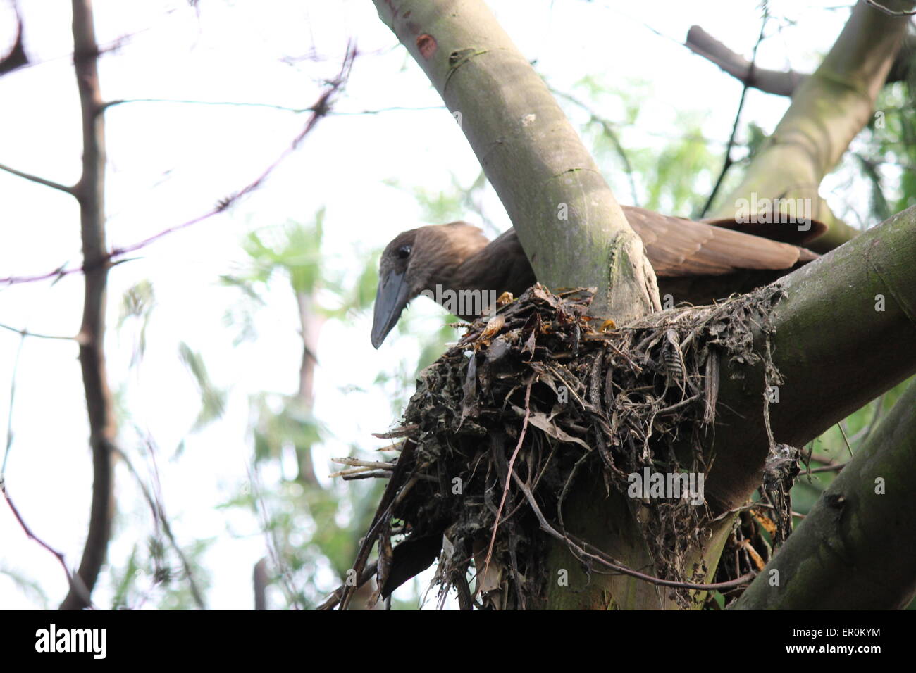 Hamerkop nest hi-res stock photography and images - Alamy
