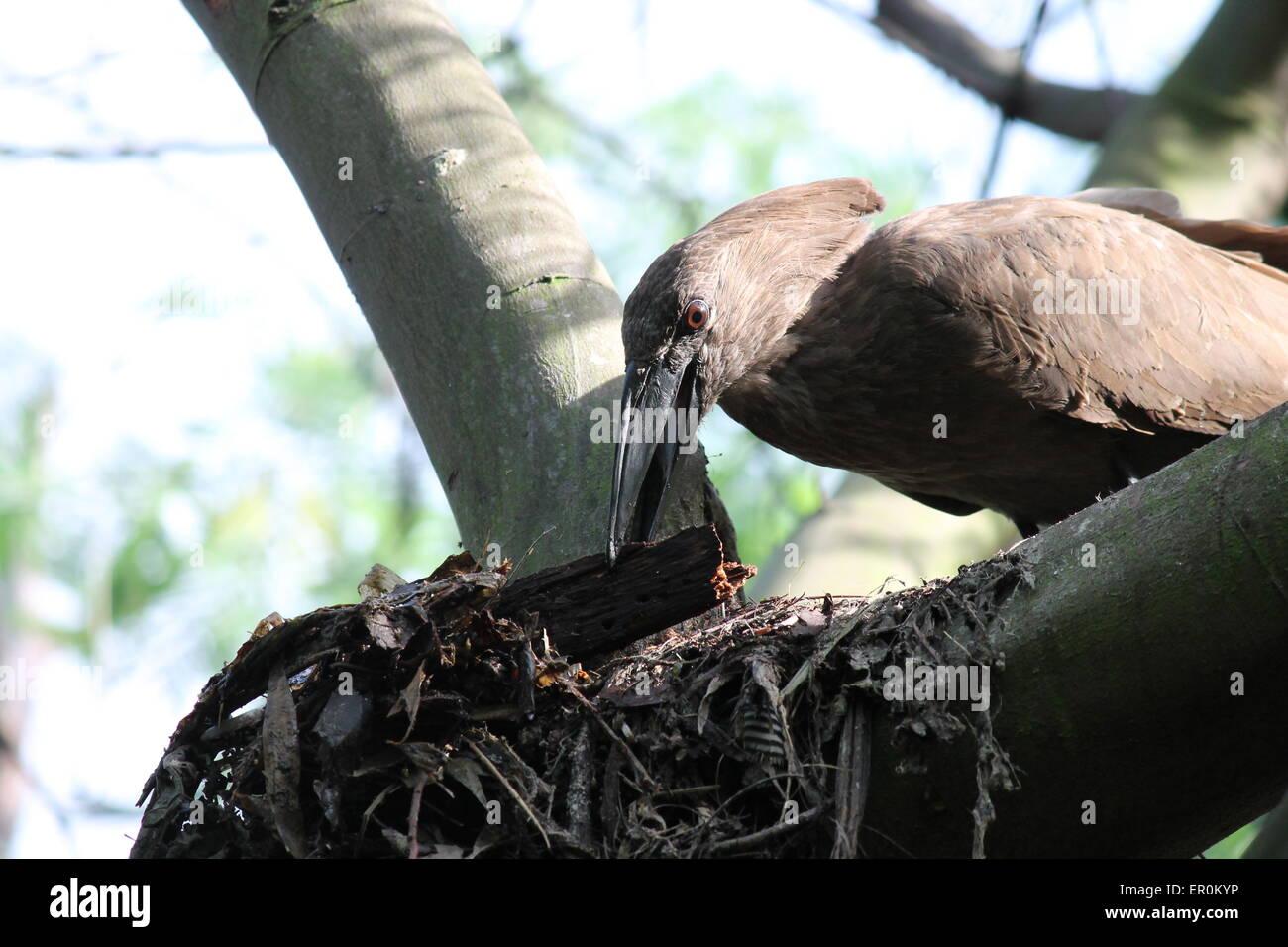 hamerkop bird nest in tree, The hamerkop (Scopus umbretta) background ...