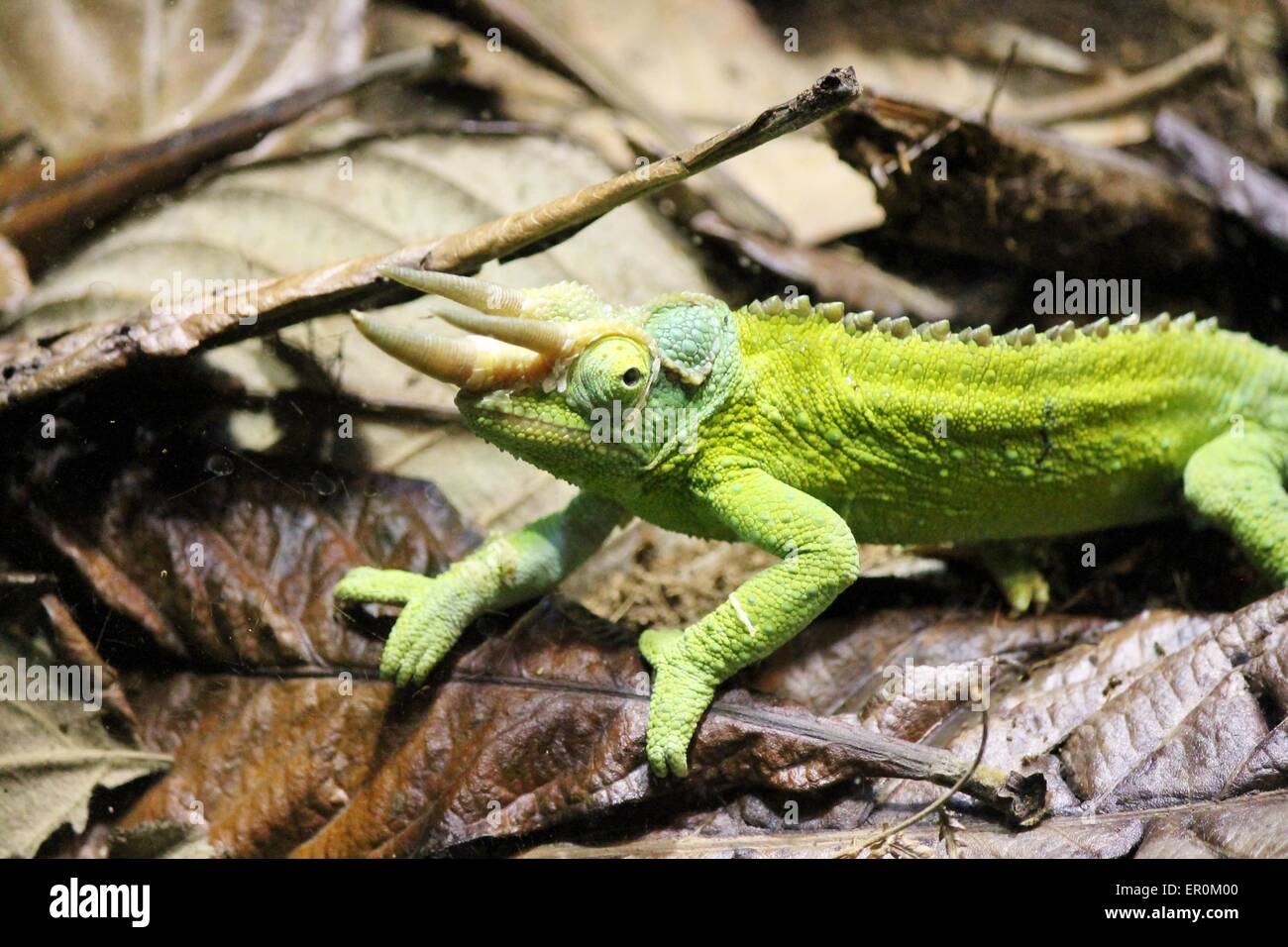 jacksons Chameleon lizard among leaves and twigs horned horn green skin ...