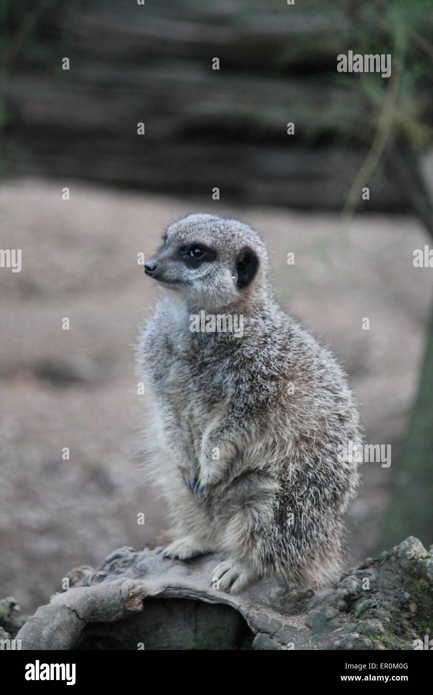 Meerkat (Surikate) meerkat, meercat, australia, curious, brown ...