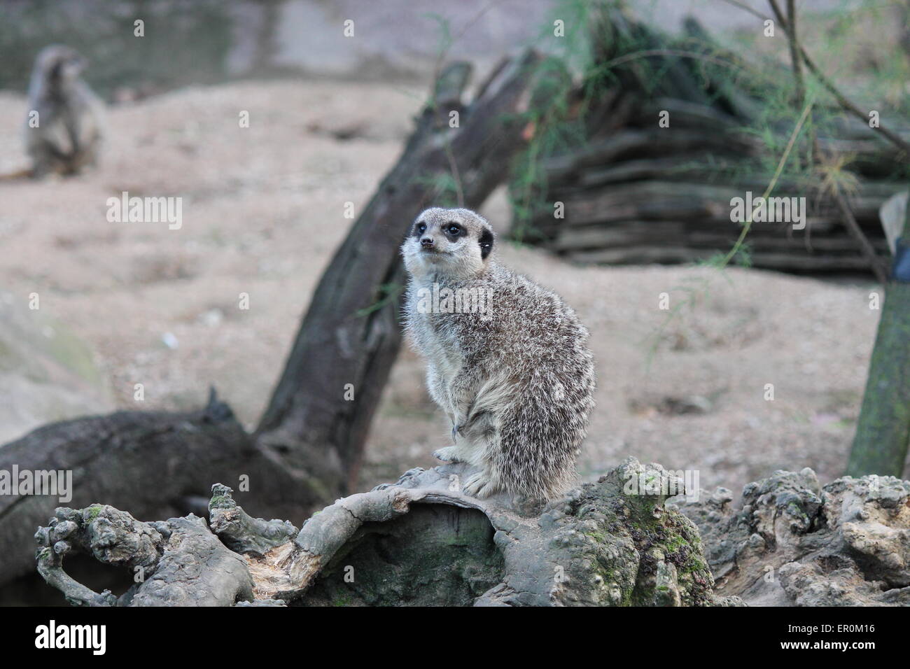 Meerkat (Surikate) meerkat, meercat, australia, curious, brown ...
