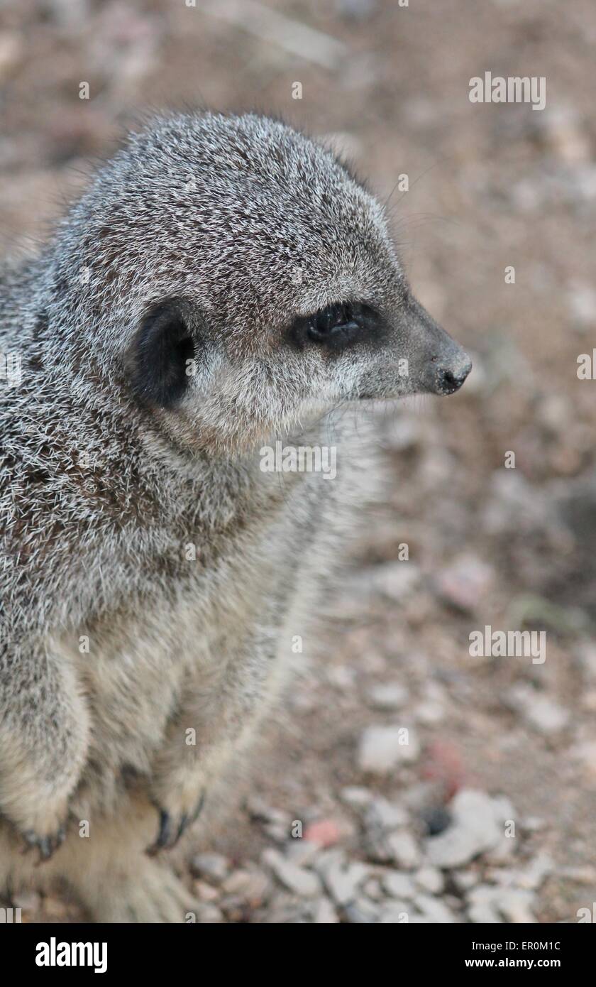 Meerkat (Surikate) meerkat, meercat, australia, curious, brown ...