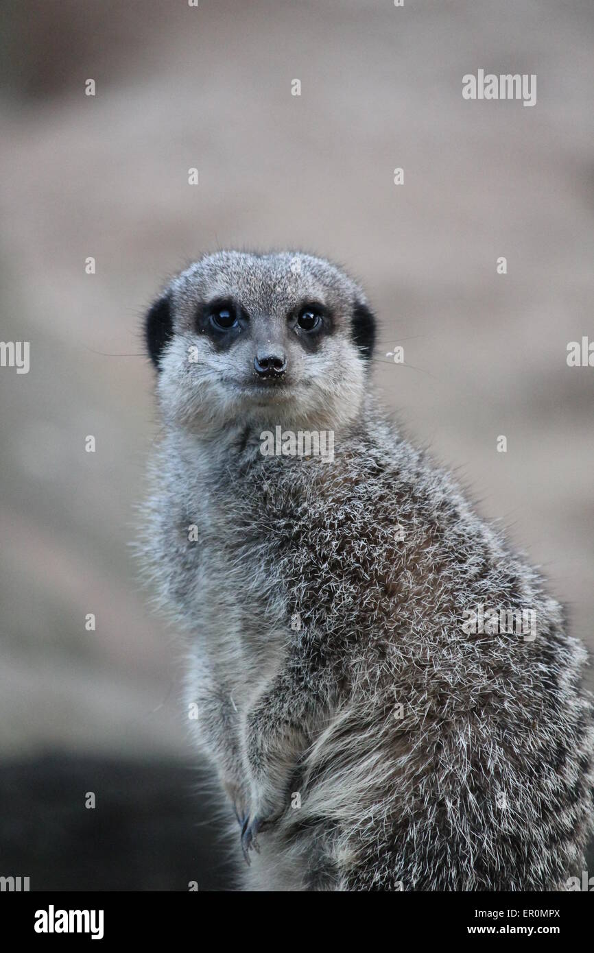 Meerkat (Surikate) meerkat, meercat, australia, curious, brown ...