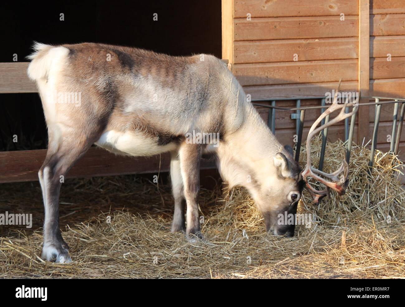 santas full grown shaggy Reindeer with peeling shedding velvet on ...