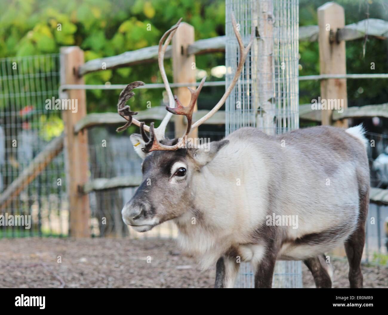 full grown shaggy Reindeer with antlers- reindeer, caribou, deer, male ...