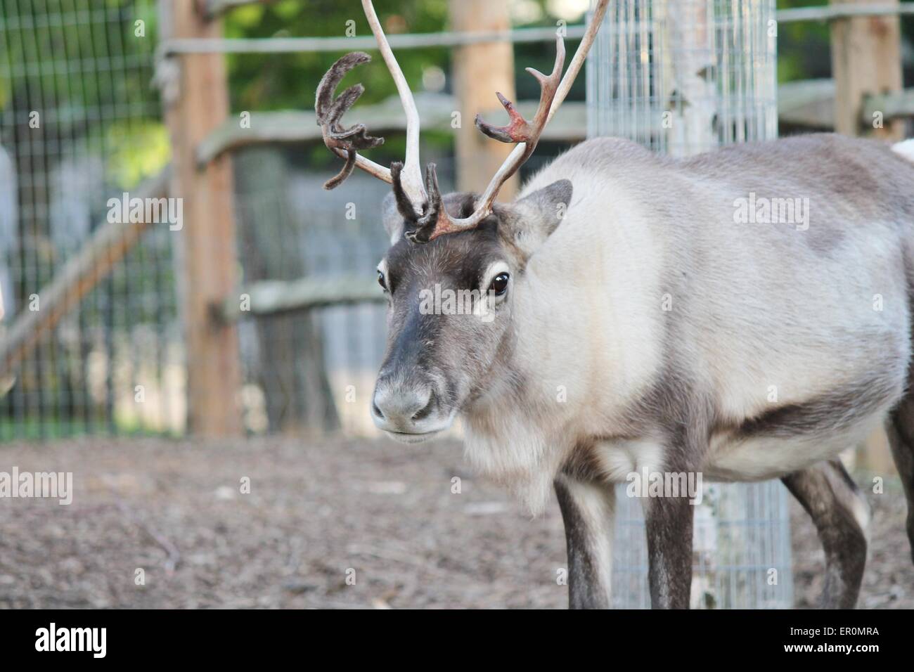 full grown shaggy Reindeer with antlers- reindeer, caribou, deer, male ...
