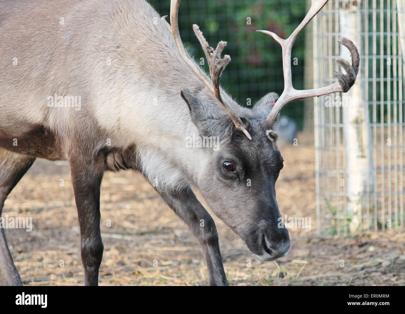 full grown shaggy Reindeer with antlers- reindeer, caribou, deer, male ...
