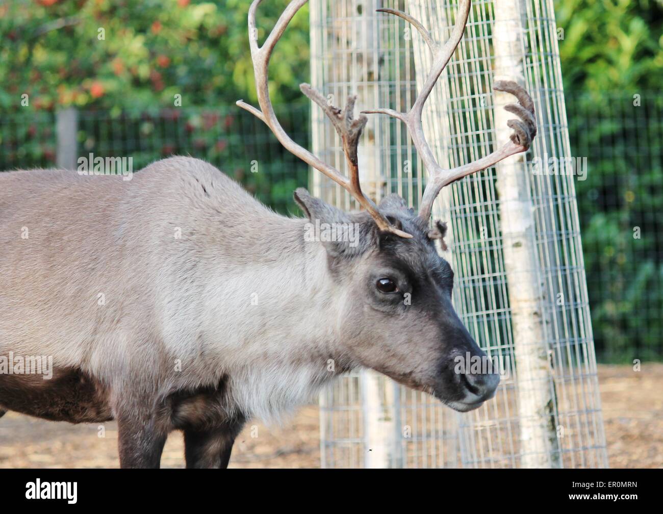 full grown shaggy Reindeer with antlers- reindeer, caribou, deer, male ...