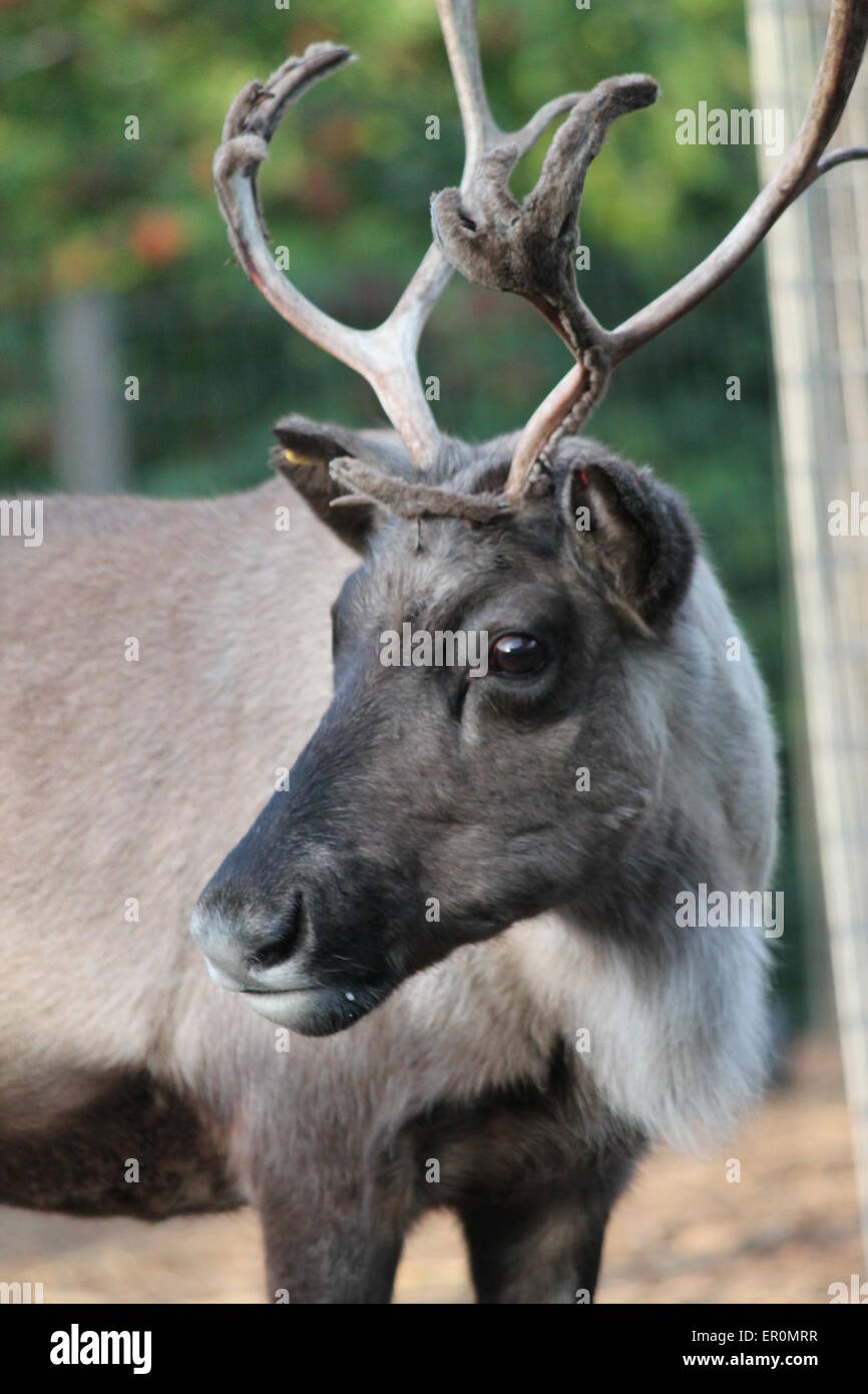 full grown shaggy Reindeer with antlers- reindeer, caribou, deer, male ...