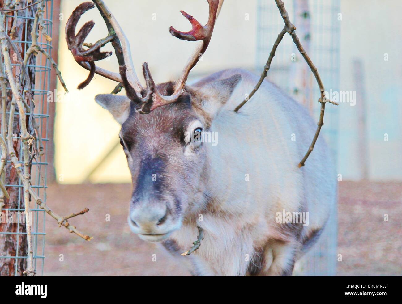 full grown shaggy Reindeer with antlers- reindeer, caribou, deer, male ...