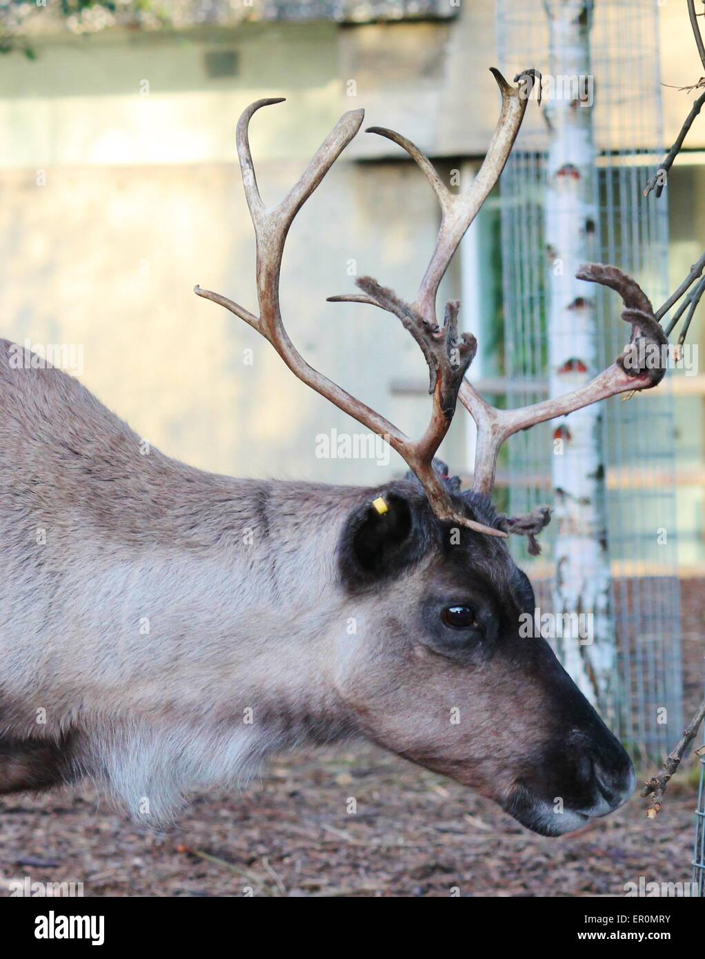 full grown shaggy Reindeer with antlers- reindeer, caribou, deer, male ...