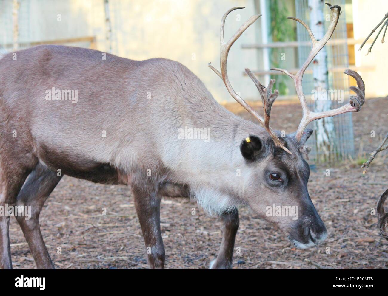 full grown shaggy Reindeer with antlers- reindeer, caribou, deer, male ...