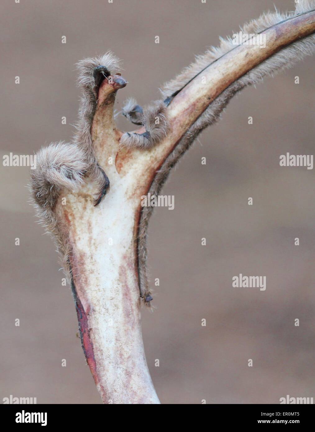 Reindeer antlers- reindeer, velvet peeling Stock Photo - Alamy