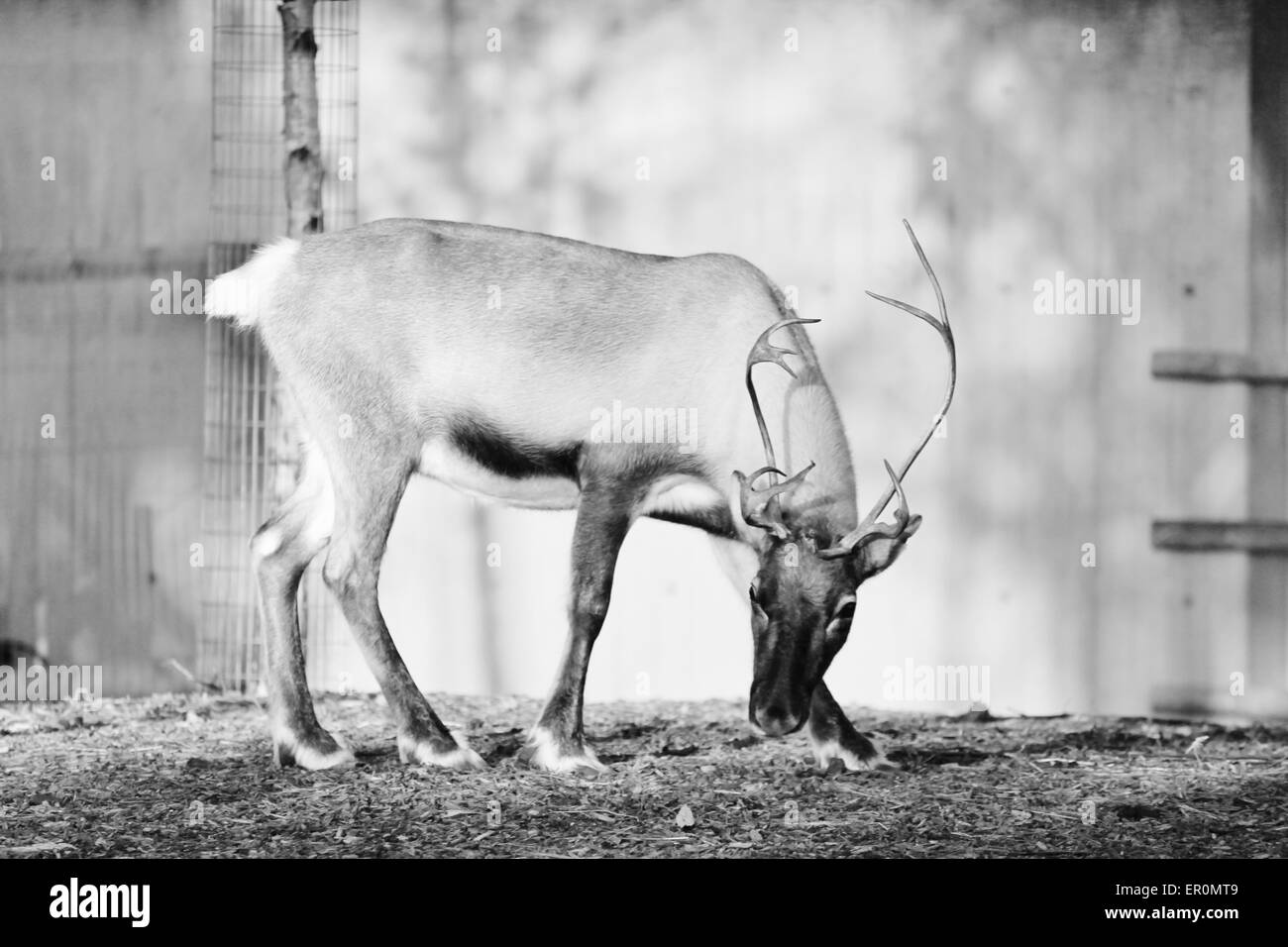full grown shaggy Reindeer with antlers- reindeer, caribou, deer, male ...