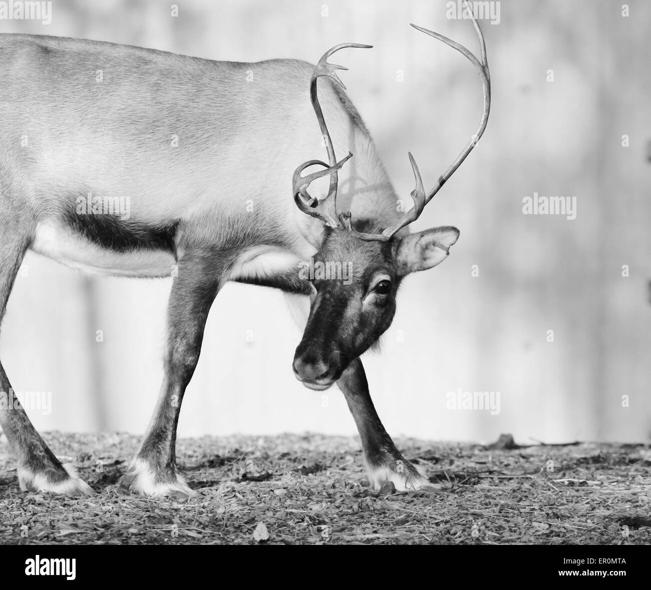 full grown shaggy Reindeer with antlers- reindeer, caribou, deer, male ...