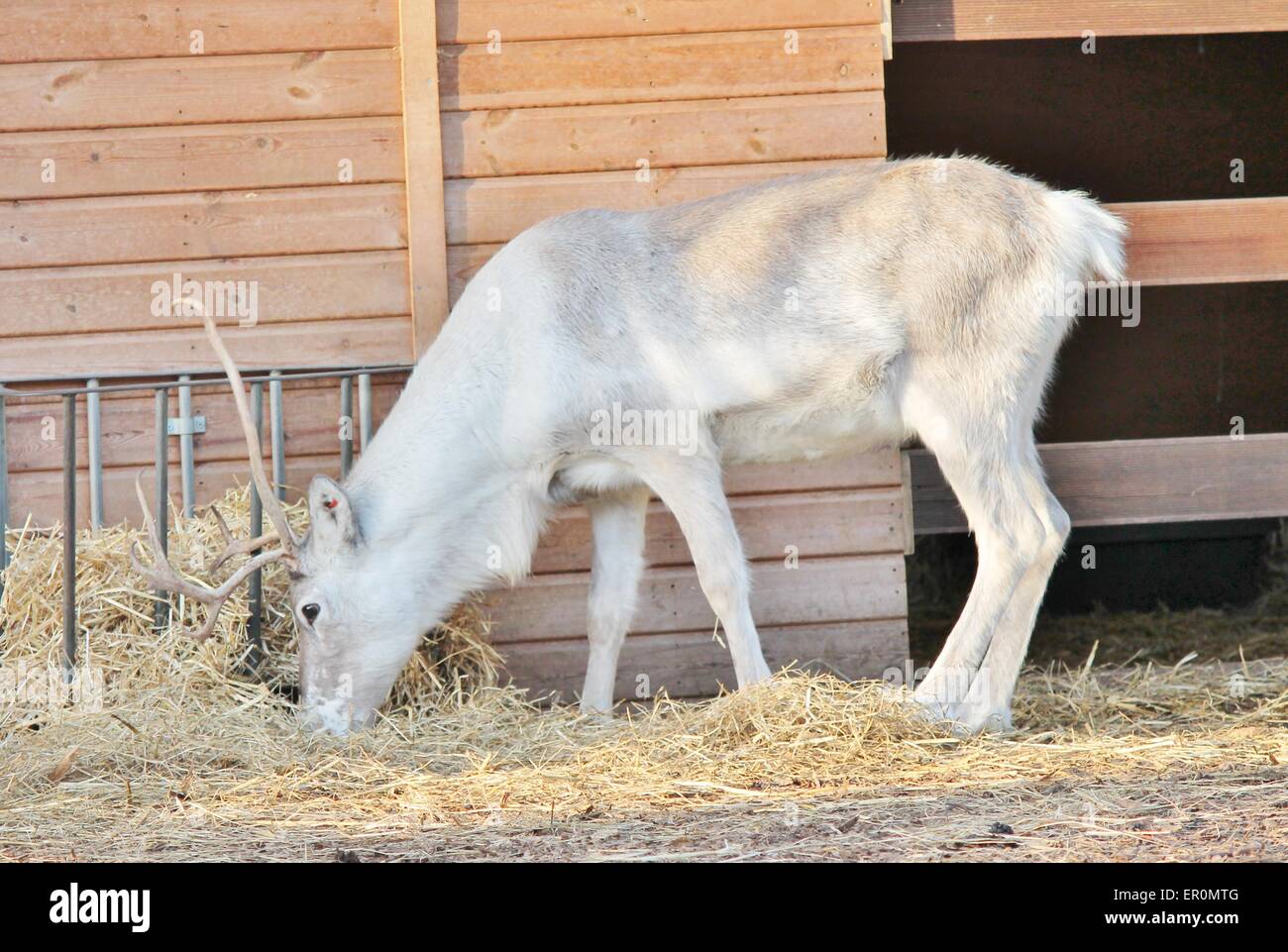 full grown shaggy Reindeer with antlers- reindeer, caribou, deer, male ...