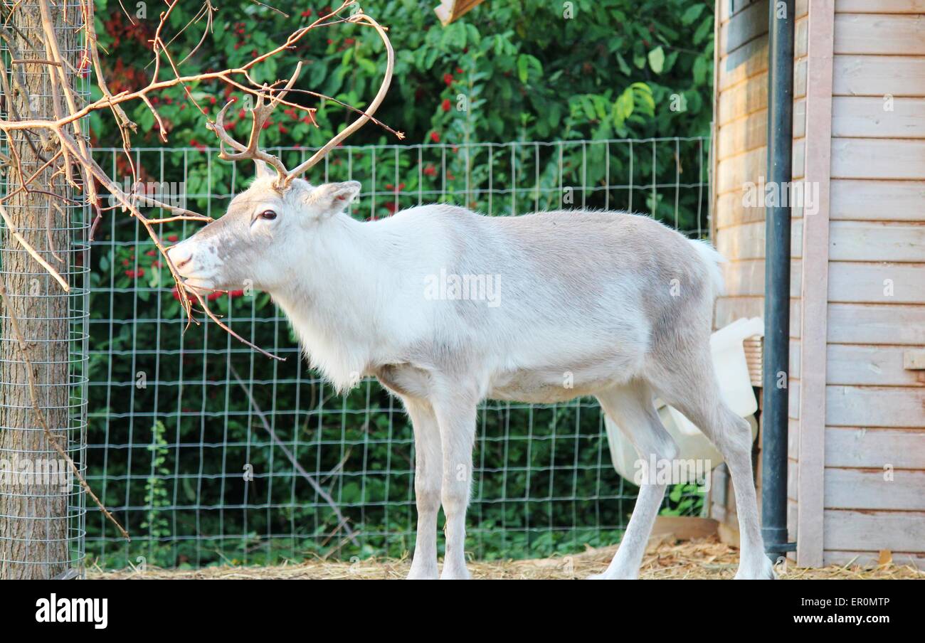 full grown shaggy Reindeer with antlers- reindeer, caribou, deer, male ...
